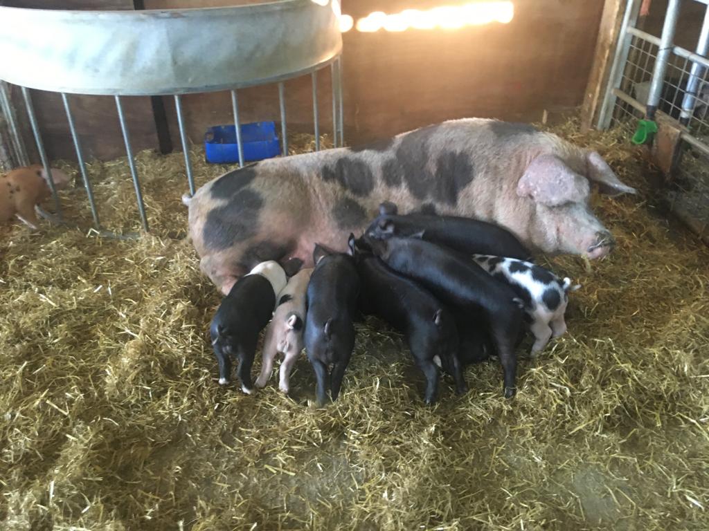 Oliver Cutts Agriculture - Folds Farm